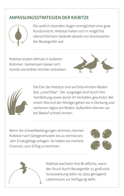 Lapwing Conservation.org | anpassungsstrategien